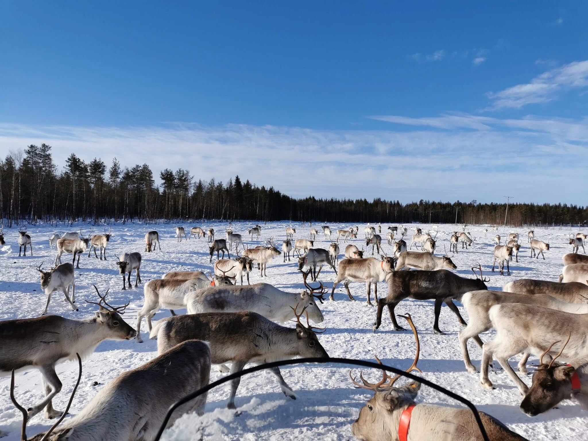 The Enduring Spirit of the Sámi Reindeer Herders: A Call for Conscious ...